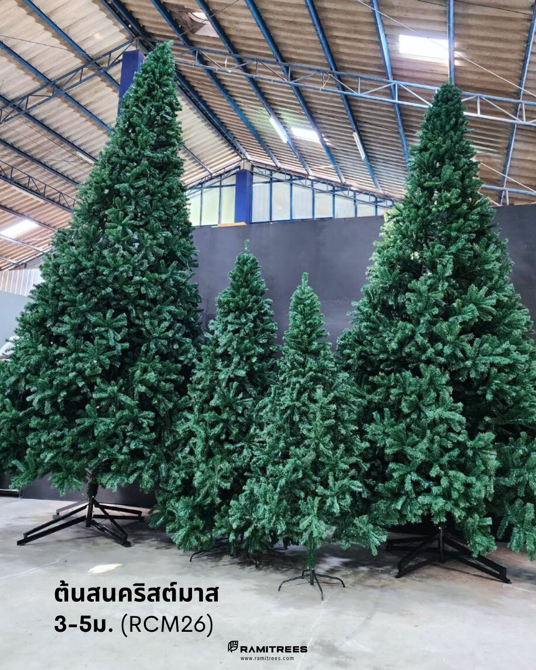 ต้นสนคริสต์มาส ขนาด 3-5 เมตร Christmas Tree (RCM26) - RAMITREES (รมิทรี)